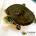 Western painted turtle for sale online | baby western painted turtles