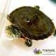 Western painted turtle for sale online | baby western painted turtles