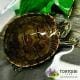 Western painted turtle for sale online | baby western painted turtles