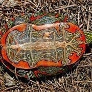 Western painted turtle for sale online | baby western painted turtles