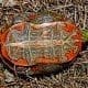 Western painted turtle for sale online | baby western painted turtles