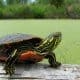 Western painted turtle for sale online | baby western painted turtles