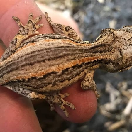 Striped african fat tailed gecko for sale online baby african fat tail ...
