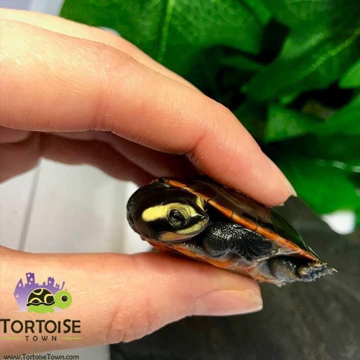 Pink Belly Sideneck Turtle for sale | Pink Belly Side Necked Turtles