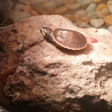 Pink Belly Sideneck Turtle for sale | Pink Belly Side Necked Turtles