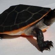 Pink Belly Sideneck Turtle for sale | Pink Belly Side Necked Turtles