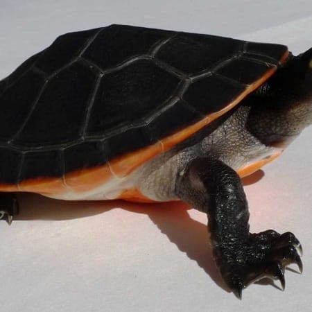 Pink Belly Sideneck Turtle for sale | Pink Belly Side Necked Turtles