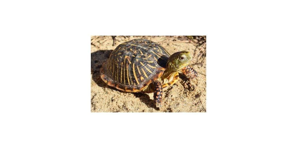 Box turtle for sale | baby box turtles for sale | eastern | 3 toe ornate