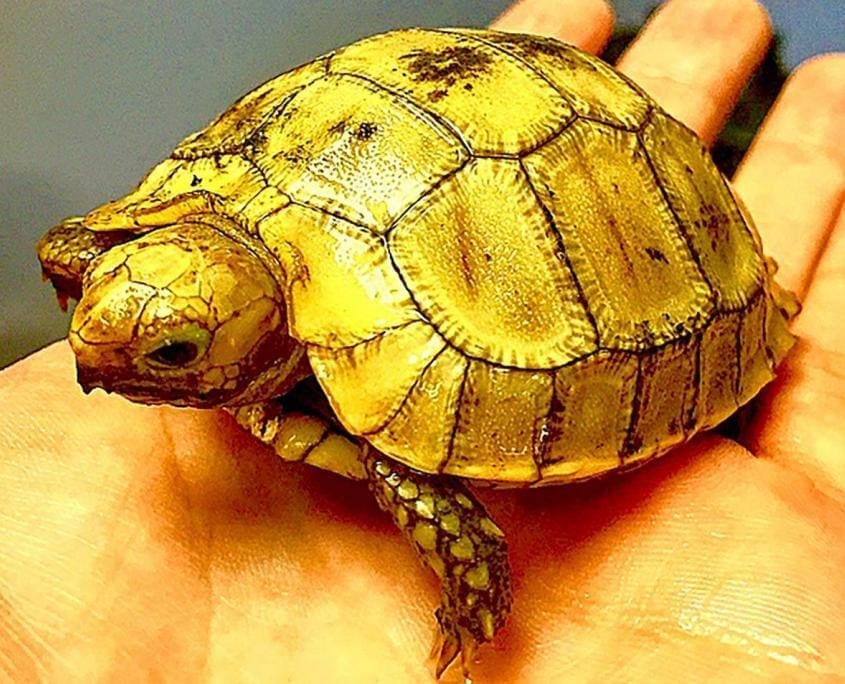 Testudo Tortoise Photo Gallery pictures of greek tortoise hermann's ...