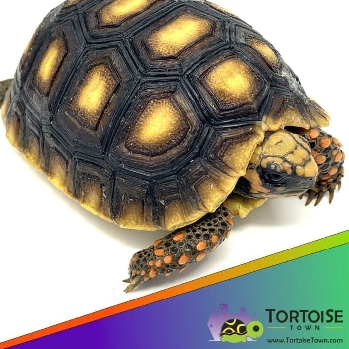Tortoise Town's Baby tortoise care sheet | baby tortoise care guide