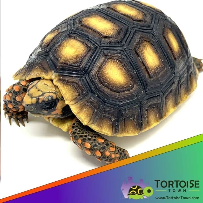 red footed tortoise for sale online | baby red foot tortoises for sale