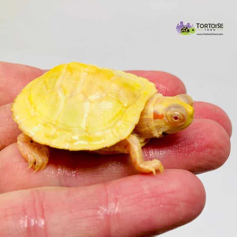 albino slider turtle for sale | baby albino red eared slider turtles