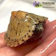 Razor back musk turtle for sale | razor back musk turtles for sale