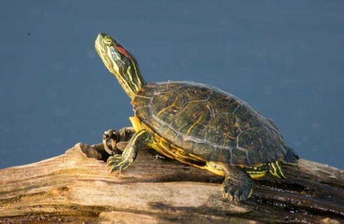 Red Eared Slider Turtle for sale online | baby red ear slider turtles