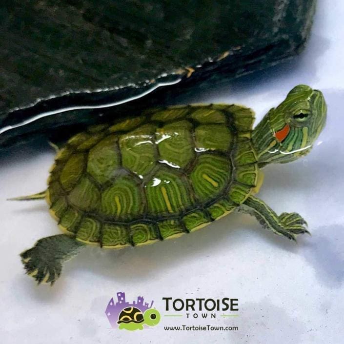 Red Eared Slider Turtle for sale online | baby red ear slider turtles
