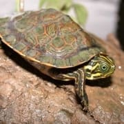 River Cooter Care Sheet | tortoise for sale | baby turtles for sale ...