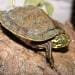 River Cooter Care Sheet | tortoise for sale | baby turtles for sale ...