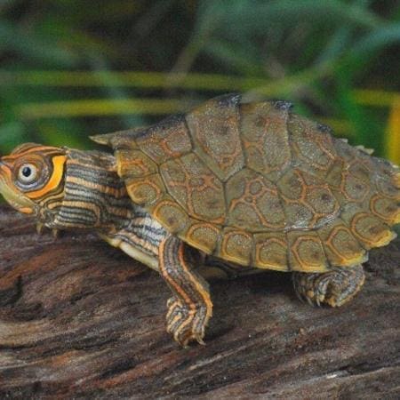 eastern box turtle for sale online buy baby eastern box turtles for ...