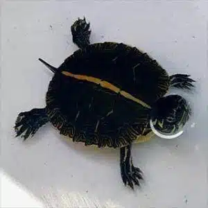 Aquatic turtles for sale | live baby turtles for sale my freshwater ...