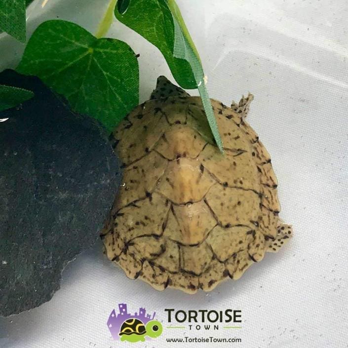 Razor back musk turtle for sale | razor back musk turtles for sale