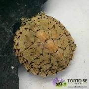 Razor back musk turtle for sale baby razor back musk turtles for sale ...