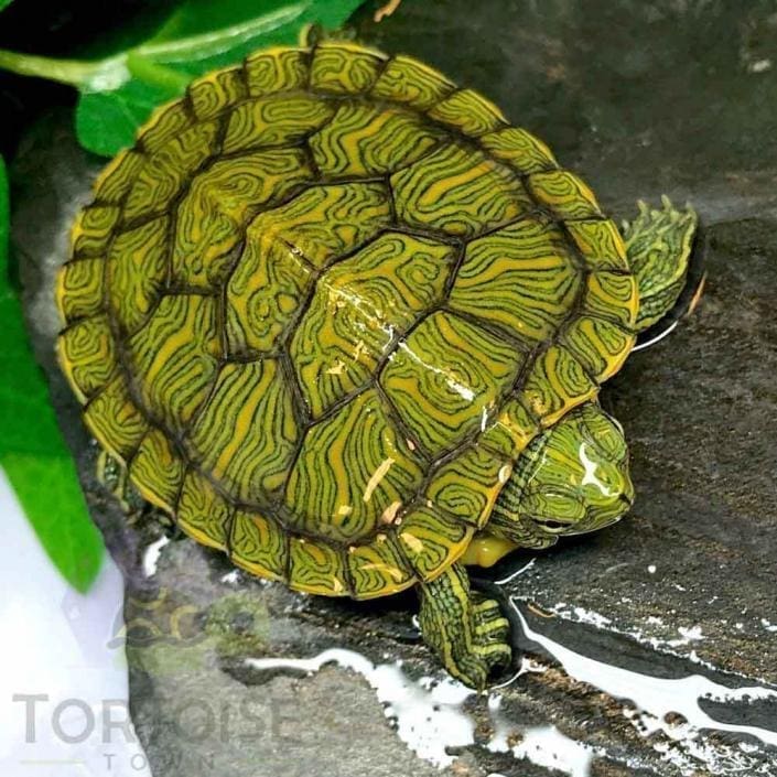 Red Eared Slider Turtle for sale online | baby red ear slider turtles