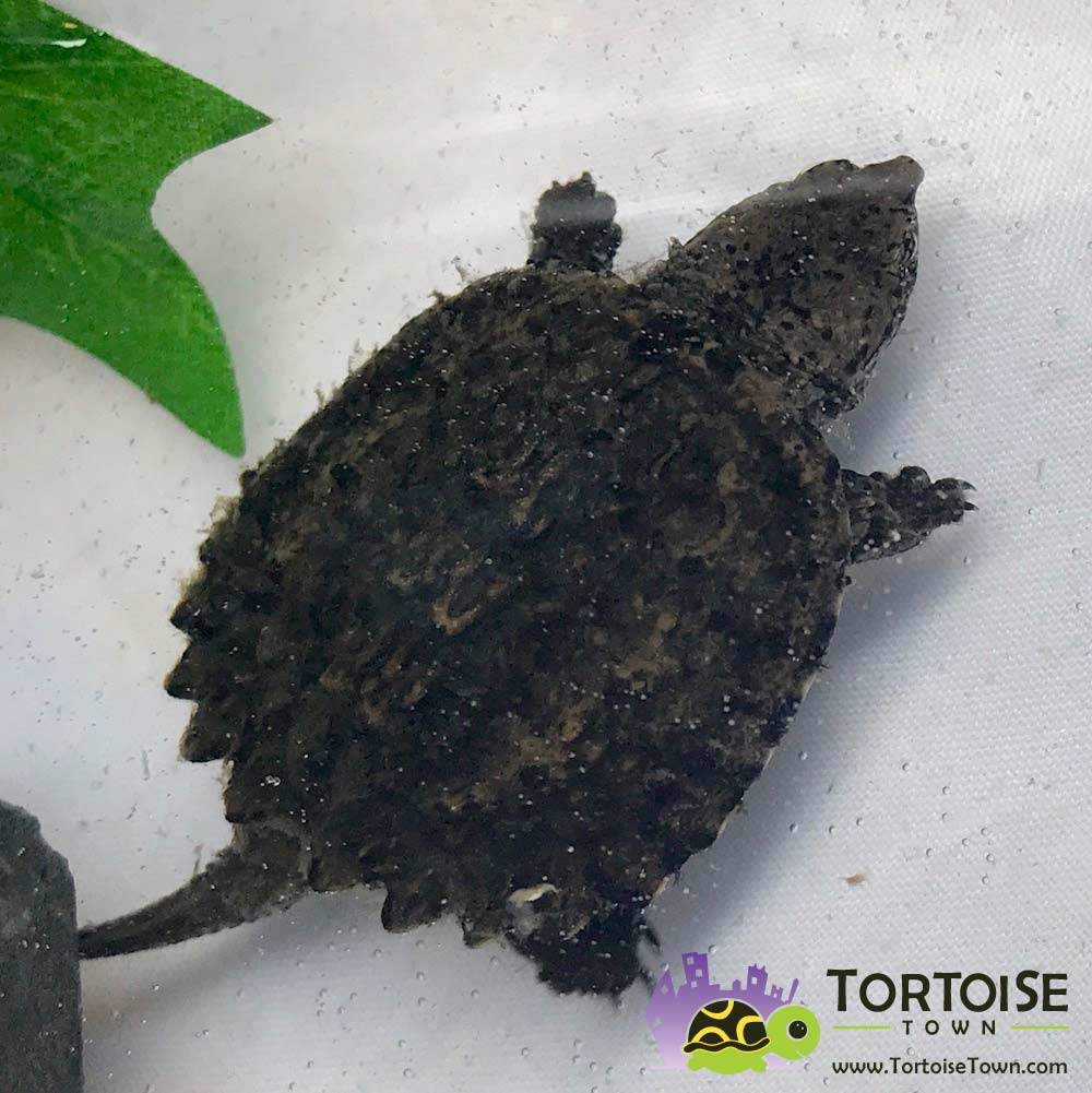 Freshwater Baby Snapping Turtle | ubicaciondepersonas.cdmx.gob.mx Freshwater Baby Snapping Turtle | ubicaciondepersonas.cdmx.gob.mx