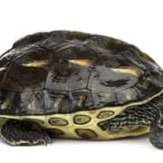 Chinese Golden Thread Turtles for sale | online turtle store near me