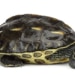 Chinese Golden Thread Turtles for sale | online turtle store near me
