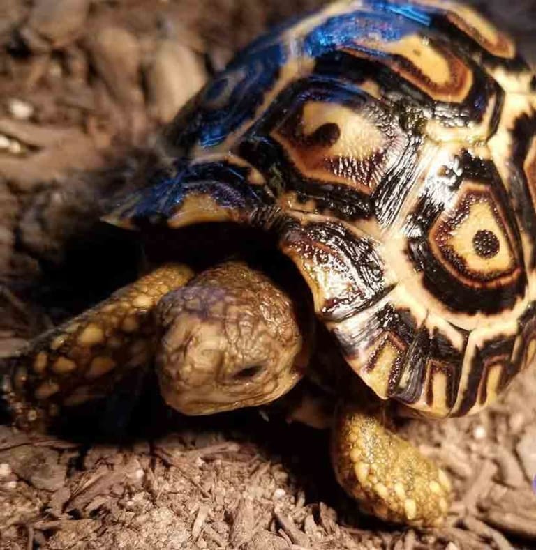 baby hybrid giant south African leopard tortoise for sale