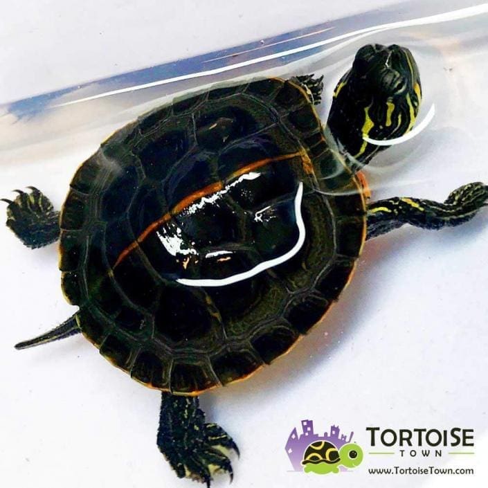 Painted turtles for sale online | Buy baby painted turtle shipped overnight