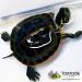 Painted turtles for sale online | Buy baby painted turtle near me