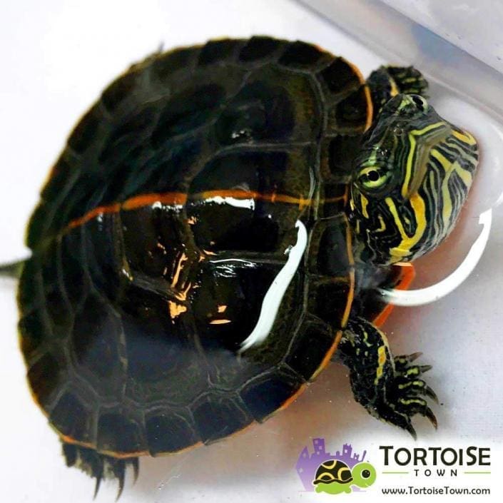 Painted turtles for sale online | Buy baby painted turtle shipped overnight