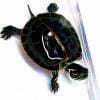 Western painted turtle for sale online | baby western painted turtles