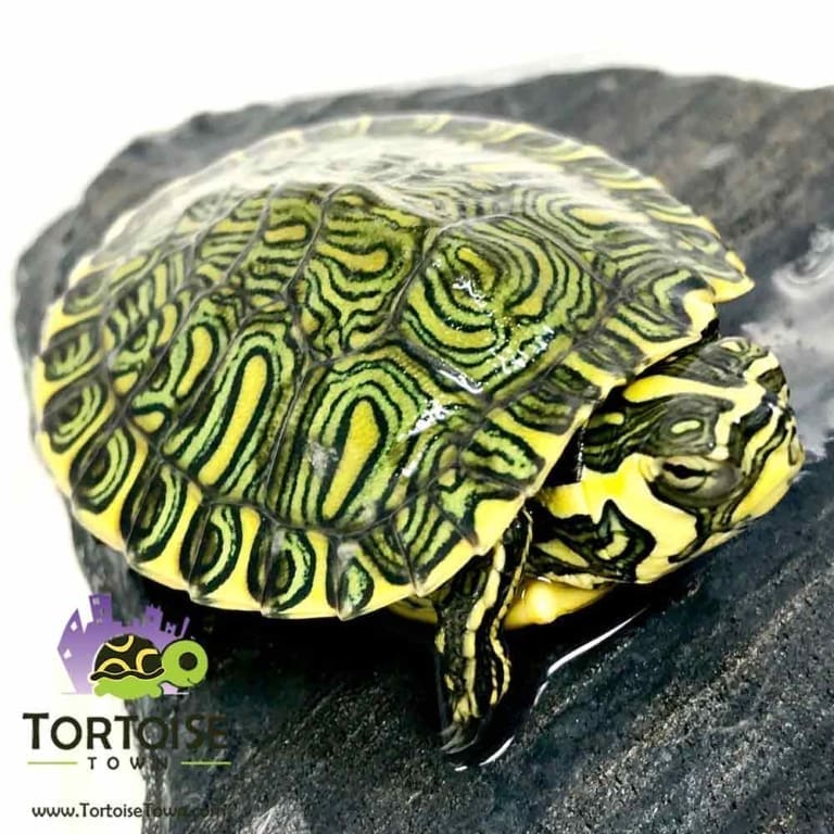 Yellow belly slider turtle for sale | yellow bellied sliders for sale