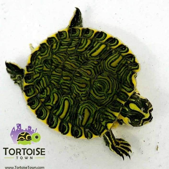 Yellow belly slider turtle for sale | yellow bellied sliders for sale