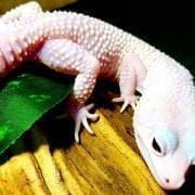 Diablo Blanco Leopard Gecko for sale baby white leopard geckos
