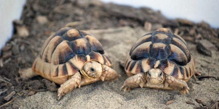 Egyptian tortoise care sheet | baby egyptian tortoises for sale online