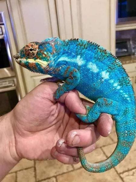Panther Chameleon for sale | baby panther chameleons for sale