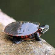 Eastern painted turtle for sale online baby eastern painted turtle