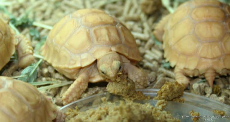 100% HET Ivory Sulcata tortoise for sale | baby Sulcata tortoises
