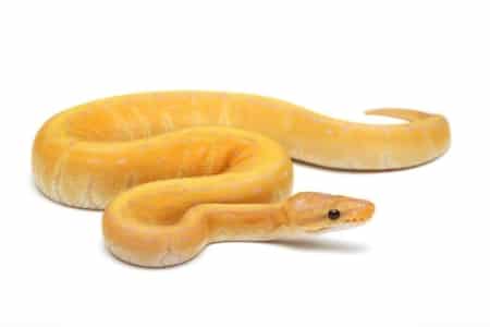 ball python for sale | baby ball pythons for sale near me ball python ...