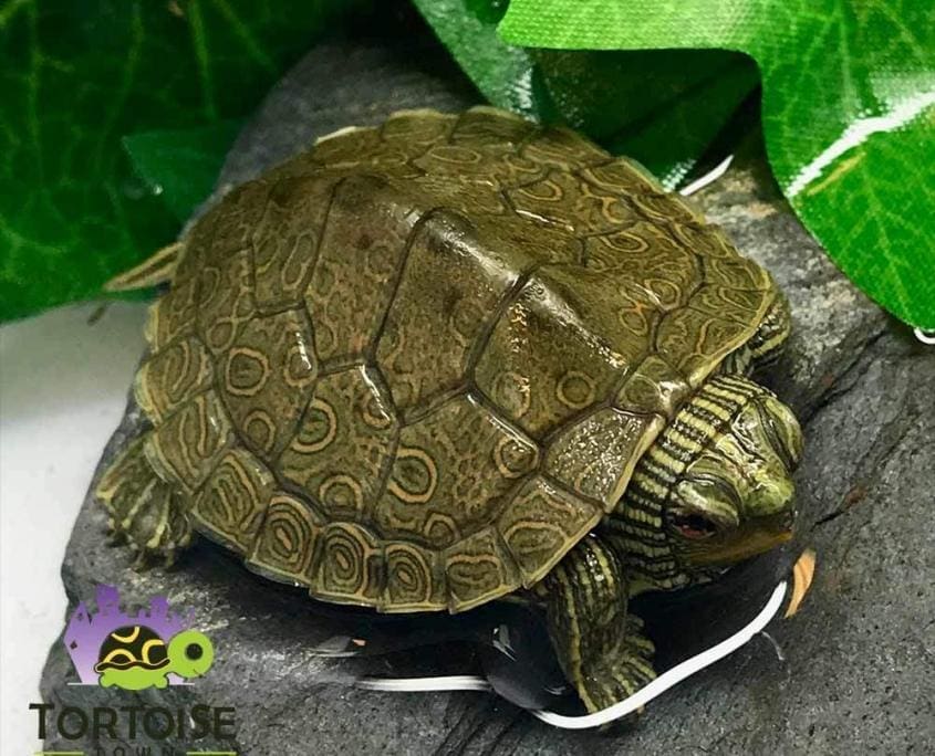 Aquatic Turtle for sale photo gallery of baby turtles for sale online ...