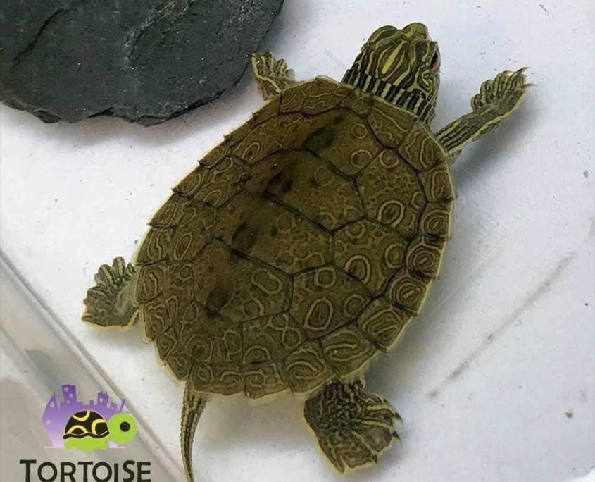 Aquatic Turtle for sale photo gallery of baby turtles for sale online ...
