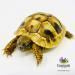 Hermann's Tortoise Care Sheet Information Tortoise Diet Habitat Hermann