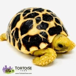 Small tortoise for sale baby tiny tortoise for sale small pet tortoises ...