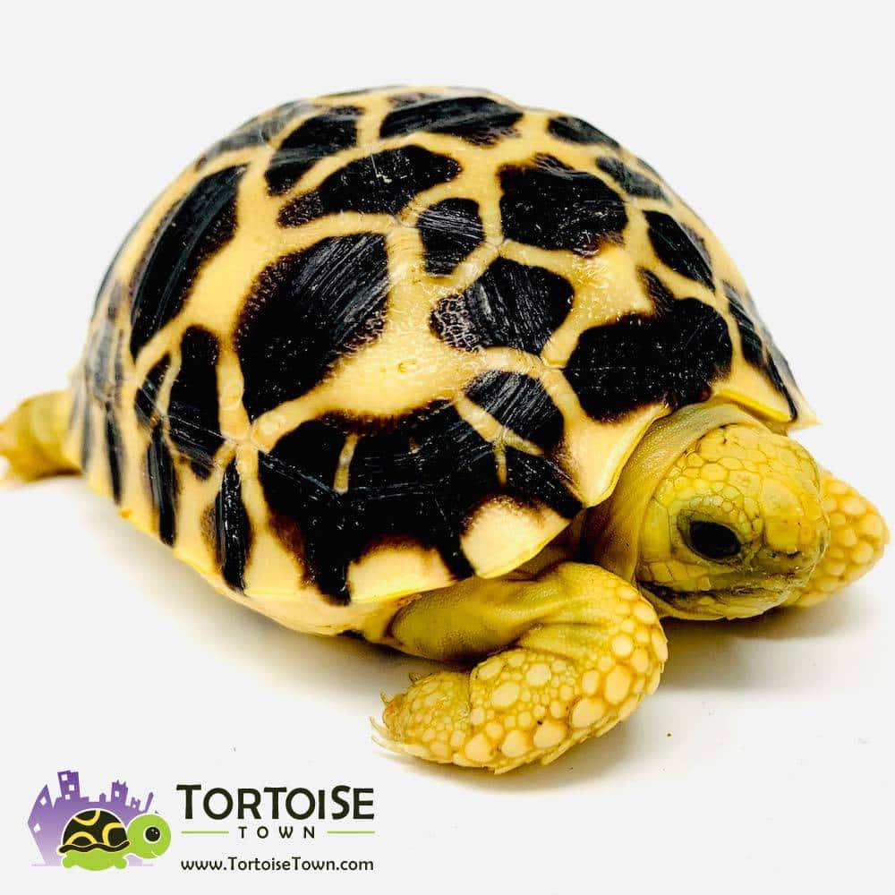 Small tortoise for sale baby tiny tortoise for sale small pet tortoises ...
