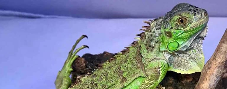 Iguana care guide | Pet Iguana care sheet | habitat | diet | UVB | Lighting