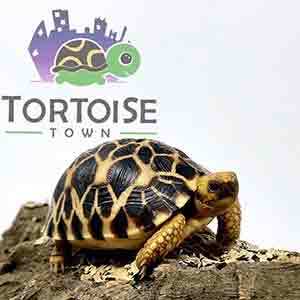 Tortoises for sale from Tortoise Town's farm | Sulcata | Leopard | Hermanns