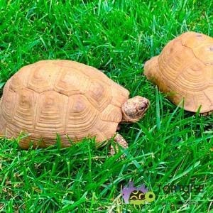 Greek tortoise lifespan - Tortoises for Sale | Baby Turtles for Sale ...